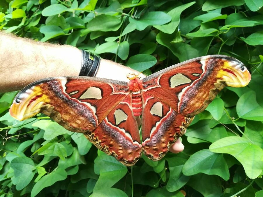 Vlindertuin Vlindorado