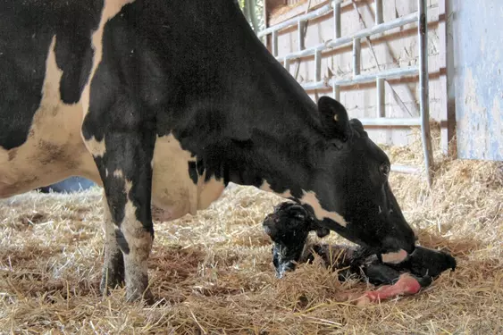 Inseminator vertelt over zijn werk op 1 september in rundveemuseum ...
